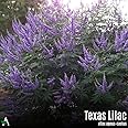 Amazon.com : Texas Lilac (Vitex, Chaste Tree) Seeds, 100 Count, Vitex ...