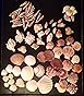 US Shell, Large World Mixed Shells, 1 Kilo Weight : Home & Kitchen