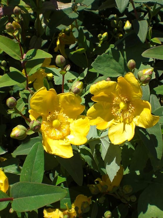 5 Hypericum Hidcote, St. John's Wort, 1.5L Pot, Measuring 40-60cm Approx. 1.3 to 2 feet Tall Now ...