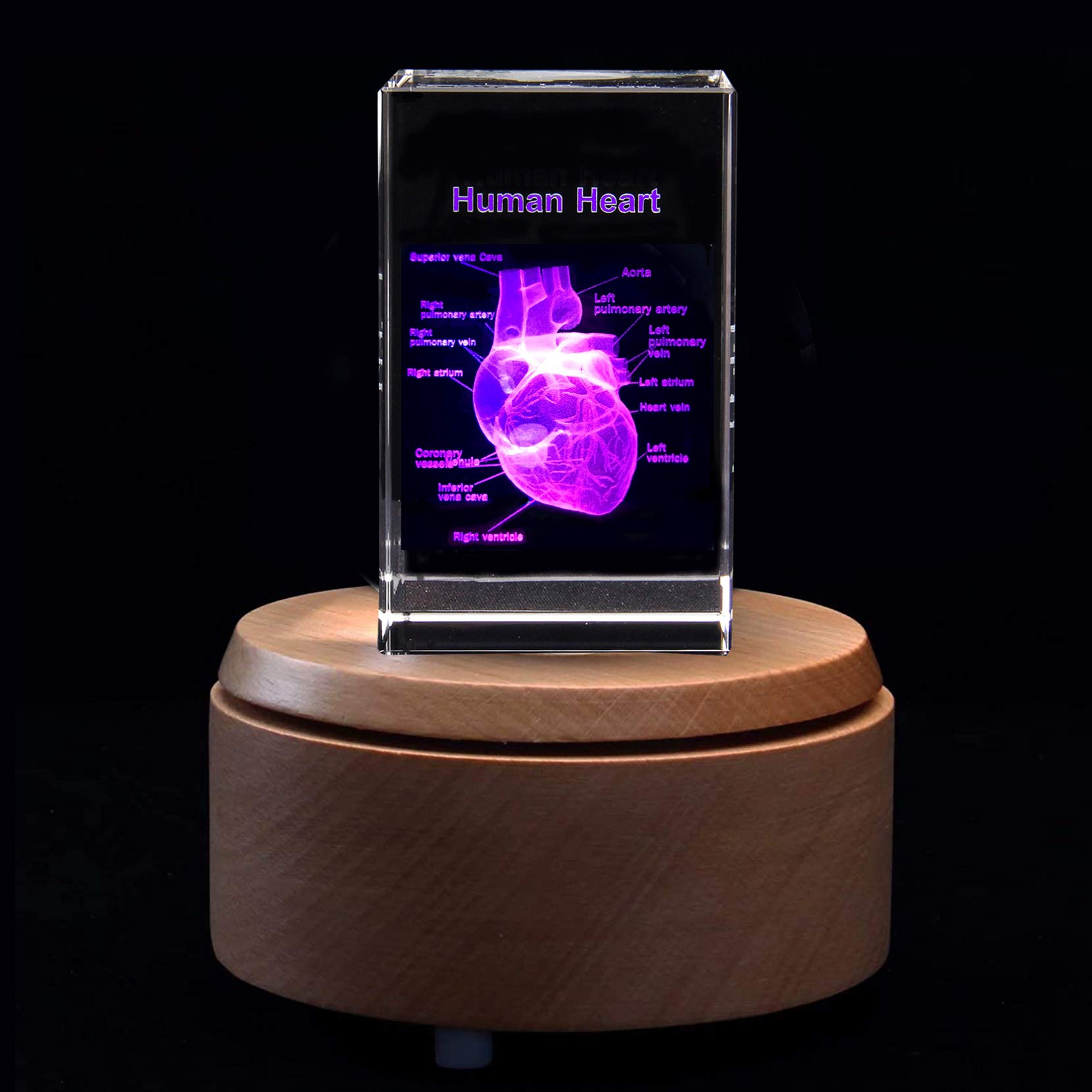 Mua 3D Human Heart with Labels Anatomical Model Paperweight(Laser ...