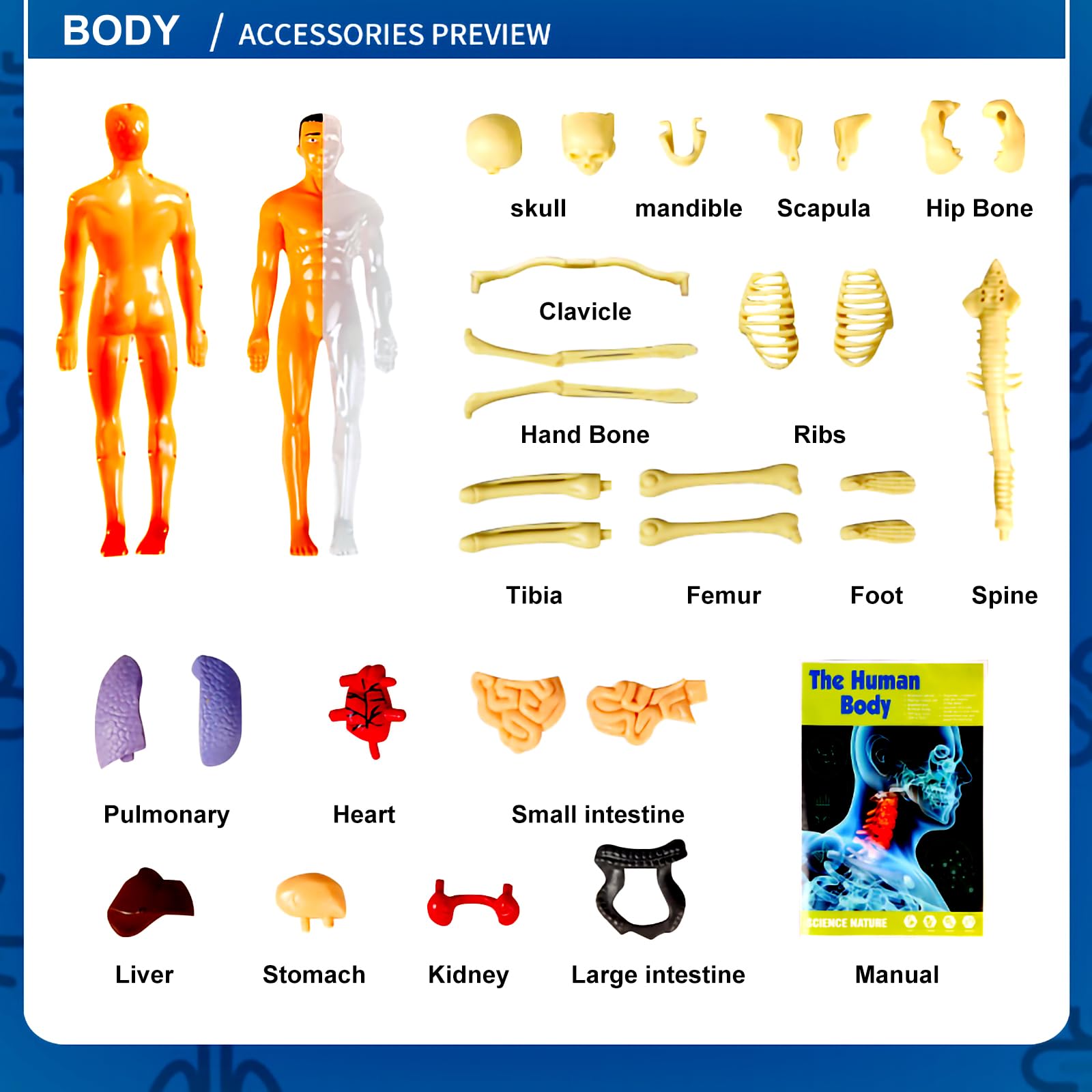 Mua EXBEPE 11.3 inch Human Body Model with 8 Assembled and Disassembled ...