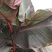 Amazon.com : CANNAS-Musifolia 3 Per Bag Huge 4-6 Eye Bulbs : Garden ...