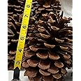 Amazon.com: 18-Pack Extra-Large (5 to 7 inch) Longleaf Pine Cones for ...
