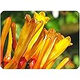 Amazon.com : African Firebush Shrub Live Plant Orange Yellow Flower ...