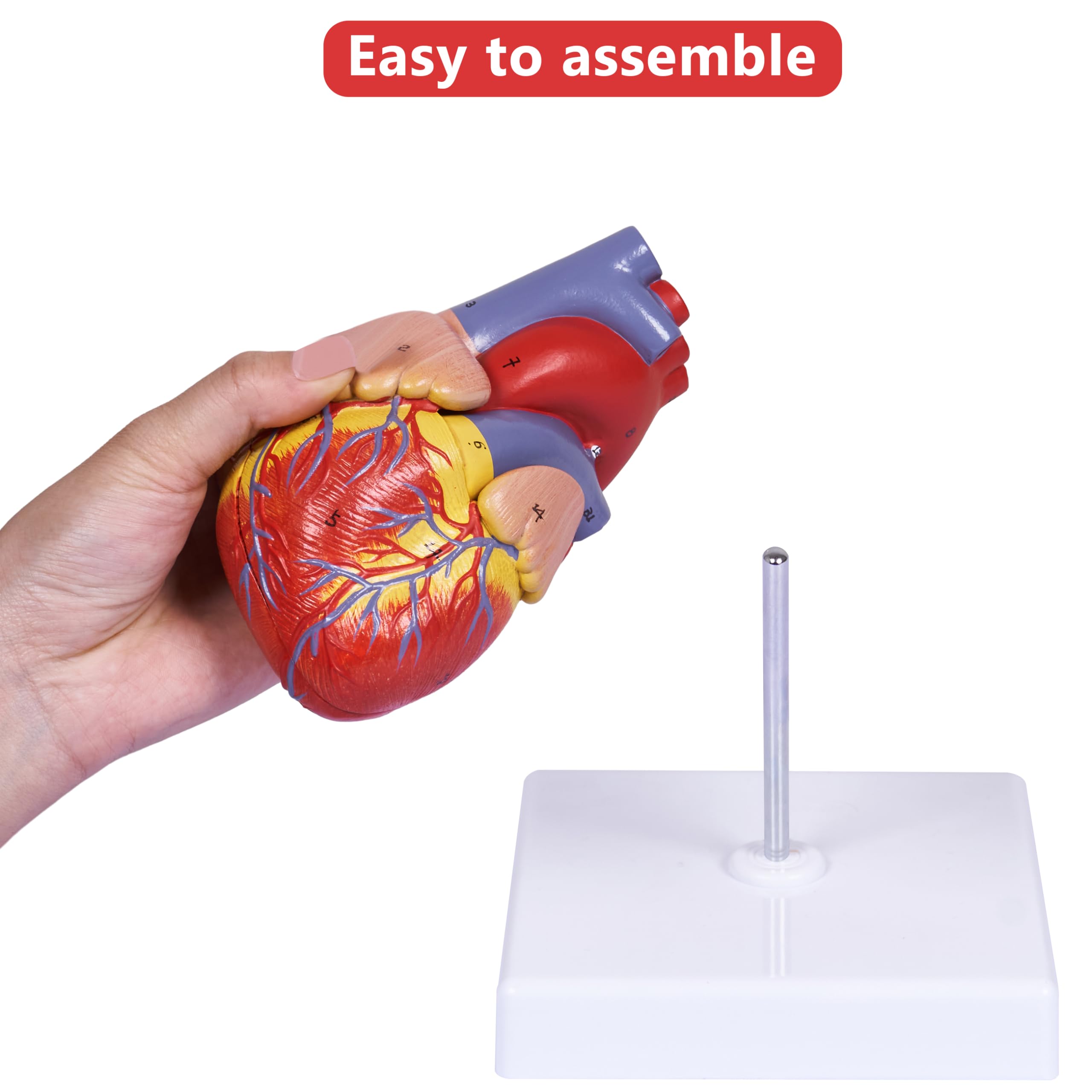 Mua Scientific Human Heart Model 2-Part Life Size Human Heart Replica ...