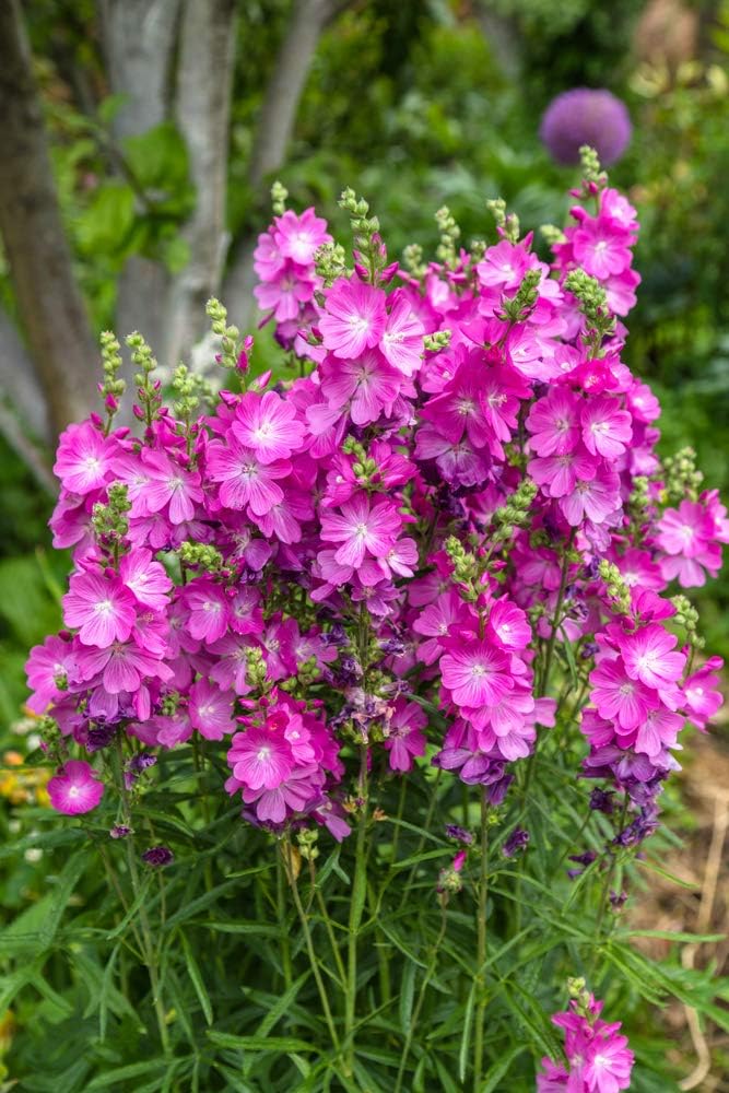 False Mallow 20 Seeds, (Sidalcea Malviflora)- Tall Perennial: Amazon.co ...