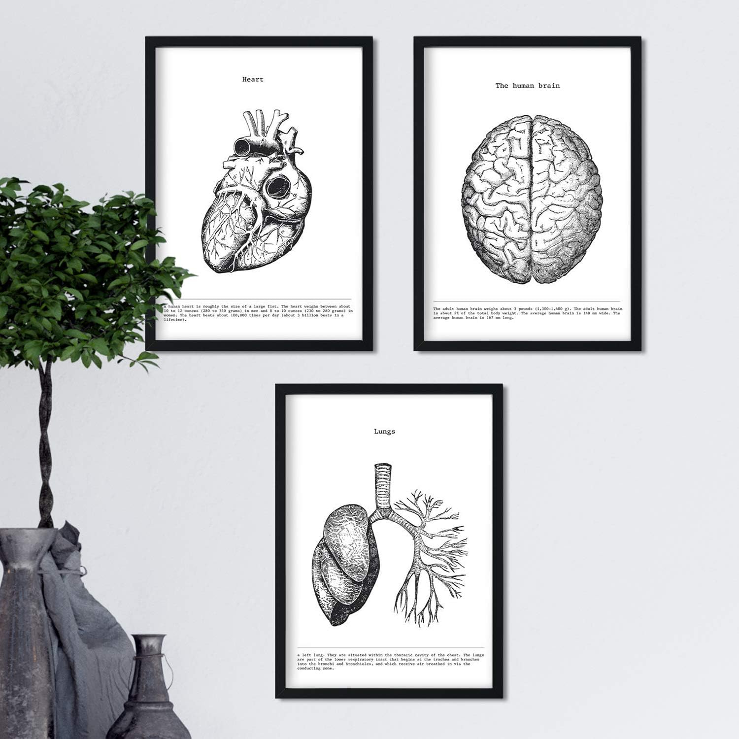 Nacnic Set of 3 Anatomy Posters. Vintage style wall decoration of brain ...