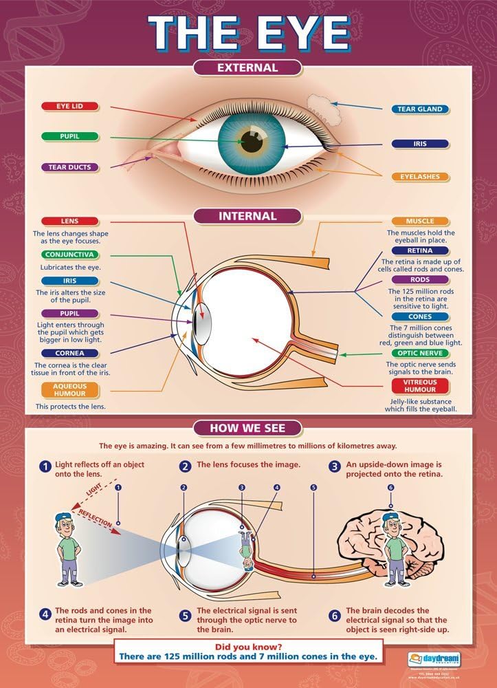The Eye | Science Posters | Gloss Paper measuring 850mm x 594mm (A1 ...