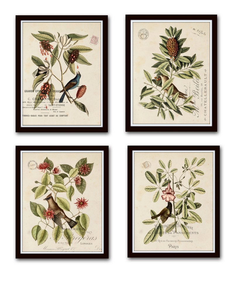 Amazon.com: Vintage Bird and Botanical Prints Set of 4 Giclee Fine Art ...