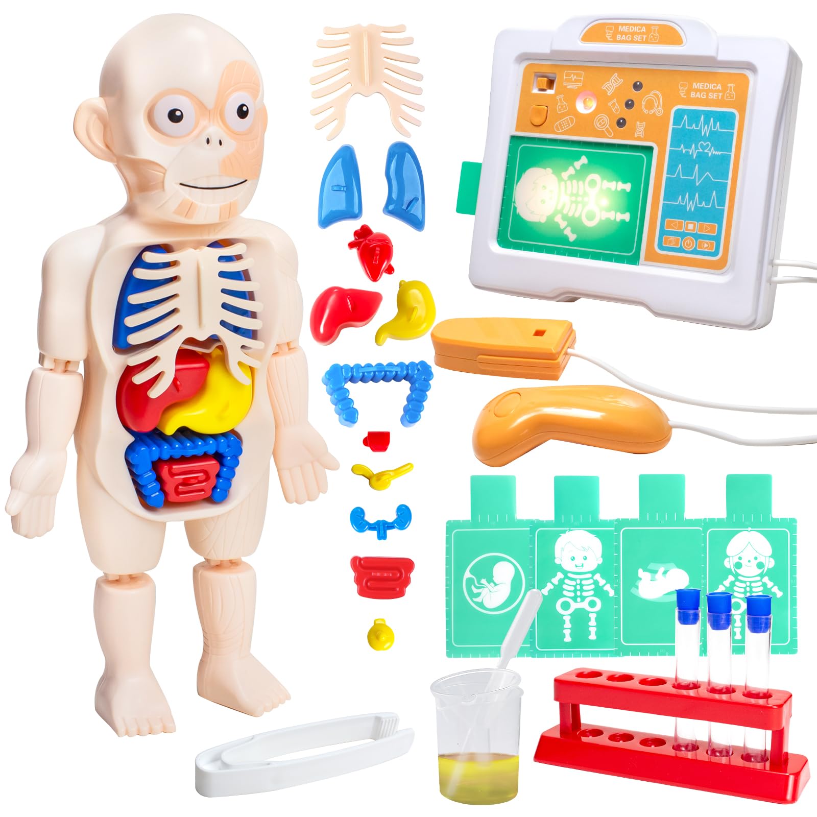 Mua Tcvents Human Body Model, Toy, Mannequin, Anatomy Model, 3D, Organ ...