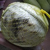 Fresh Cabbage 1 Piece, (500 - 800 g): Amazon.in: Grocery & Gourmet Foods