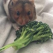 Rosewood PICO Hamster Home, Extra Large, Translucent Teal: Amazon.co.uk ...