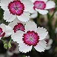 Amazon.com : Outsidepride Merry-Go-Round Dianthus Seeds for Planting ...