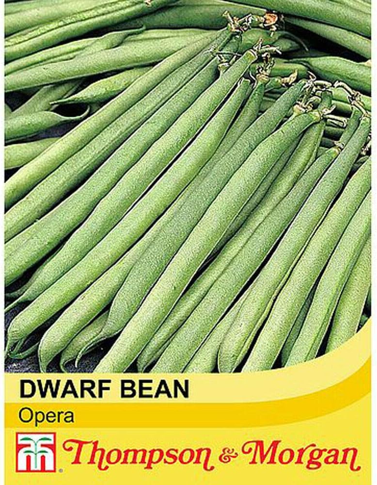 Dwarf Bean ‘Opera’ Seeds Half-Hardy Annual Vegetables Garden Plants ...