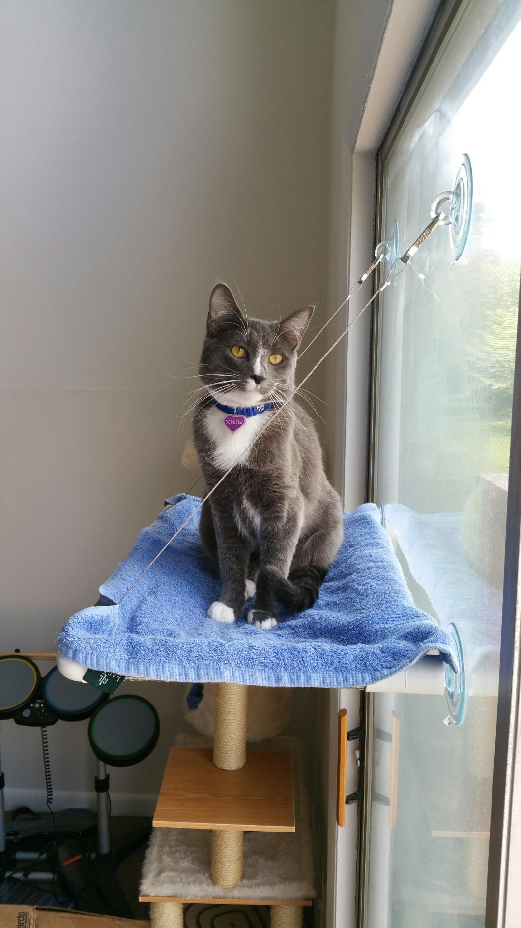 Pictures – Kitty Cot Original™