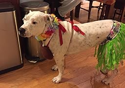 Amazon.com : Rasta Imposta Hula Dog Costume, Large : Pet Supplies