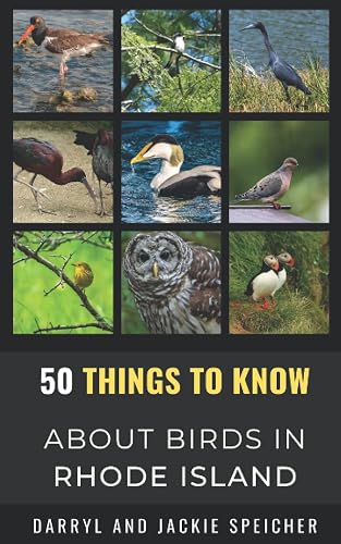 50 Things to Know About Birds in the Rhode Island: Birding in the Ocean ...