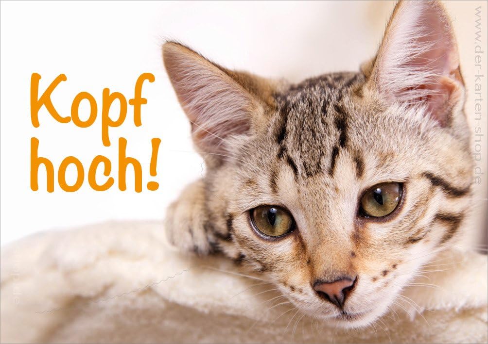 Doppelkarte, Karte, Grußkarte mit Kuvert "Kopf hoch" mit Katze im 3er ...