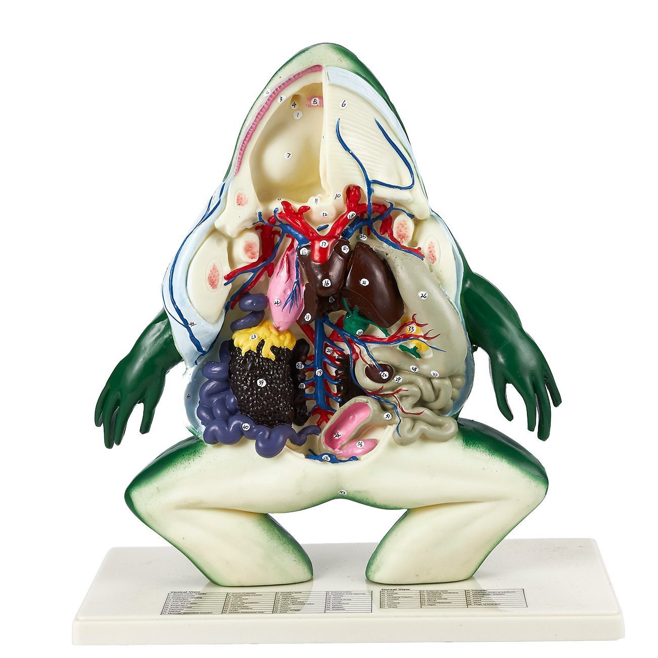 Biology Junction Frog Dissection Joeres Biology Junction Frog Dissection Joeres