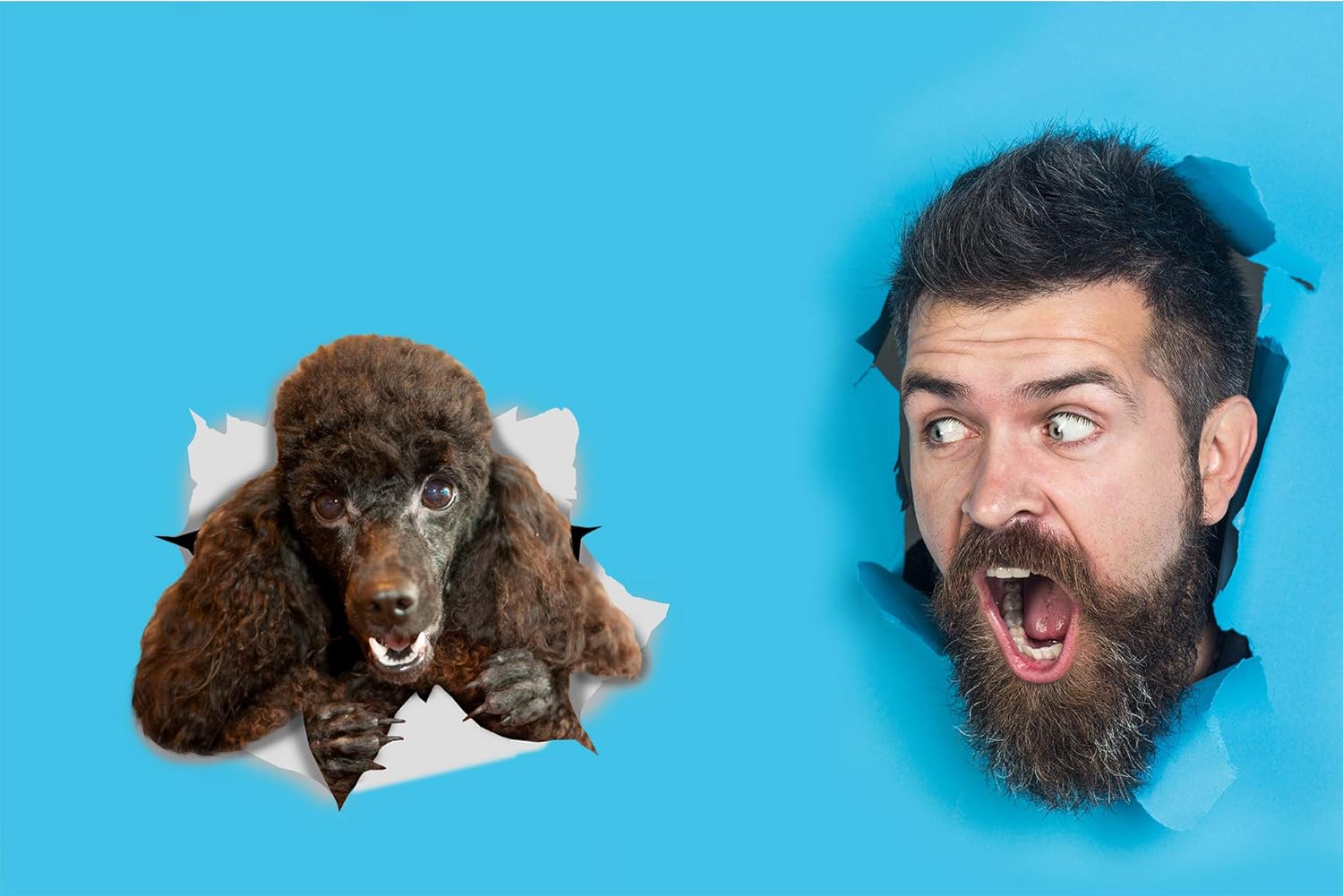 Winston & Bear 3D Dog Stickers – 2 Pack – Happy Black Poodle For Wall ...