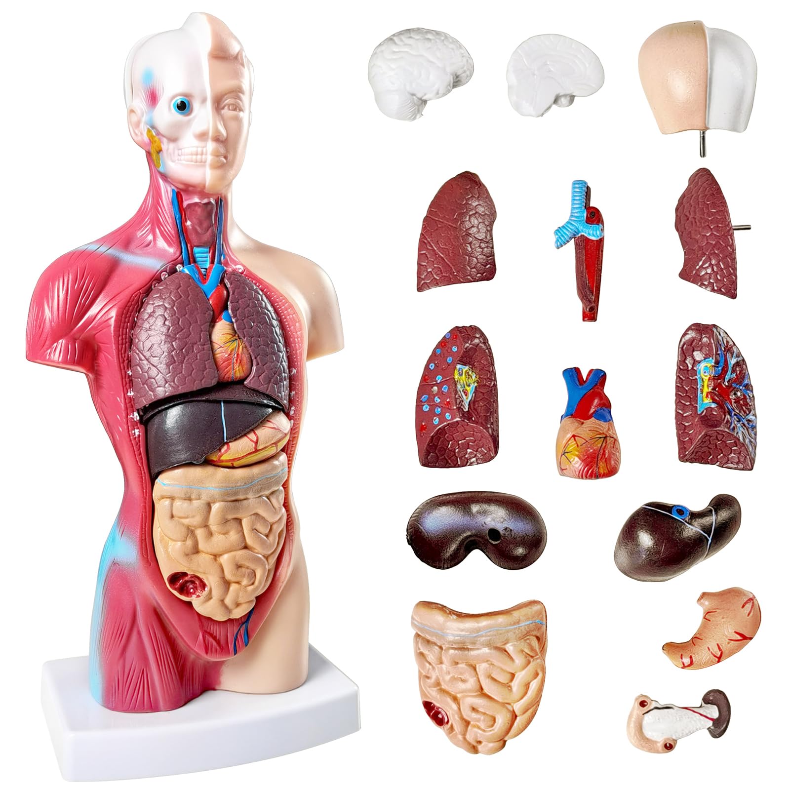Mua NEW HORIZON Newest 2024 Human Anatomy Torso Model 10.5 Inch ...