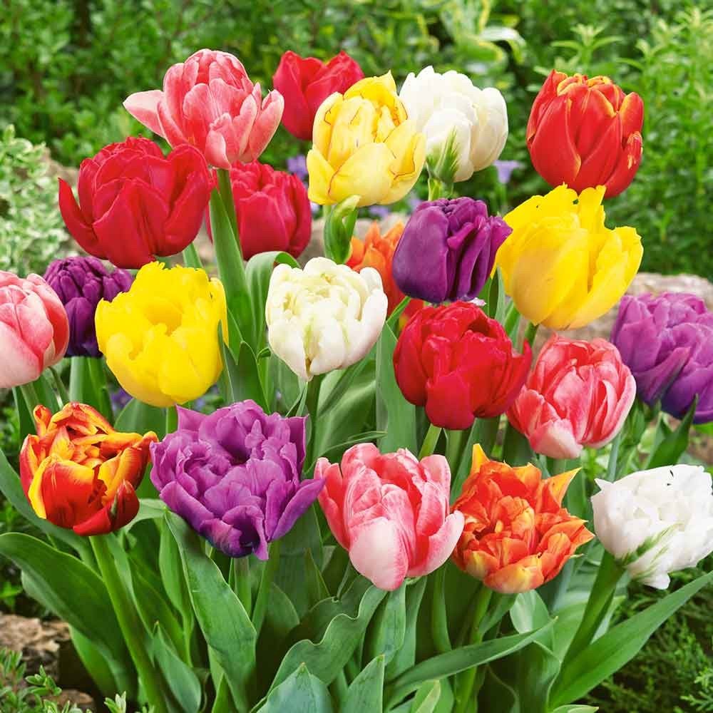 Garthwaite Nurseries® : - 20 Double Early Mixed Tulip Bulbs Dwarf Ideal ...