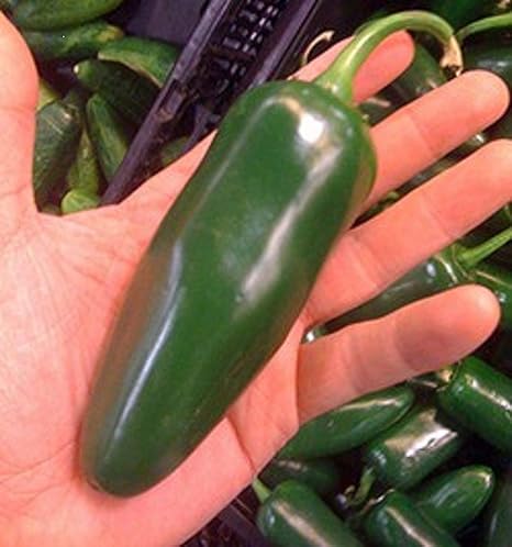 Amazon.com : Giant Jalapeno Pepper Seeds HUGE PODS!!! GREAT STUFFERS ...
