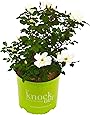 Amazon.com: Knock Out Roses - Rosa White Knock Out (Rose) Rose, white ...