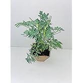 Amazon.com : herb RUDA RUE Full Plant with rooth, green, small : Patio ...