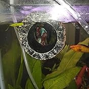 Zoo Med BL-10E Floating Betta Log: Zoo Med: Amazon.co.uk: Pet Supplies