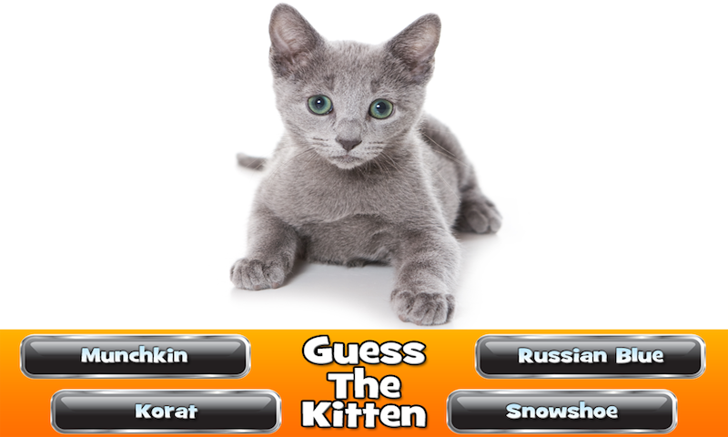 Guess The Kitten Breed - Trivia Game (Ad-Free):Amazon.co.uk:Appstore ...