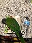 Amazon.com : Living World Bird Carrier Cardboard Box : Pet Carriers ...