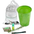 Amazon.com: Tadpole to Frog Starter Kit - Includes Certificate for 2 ...