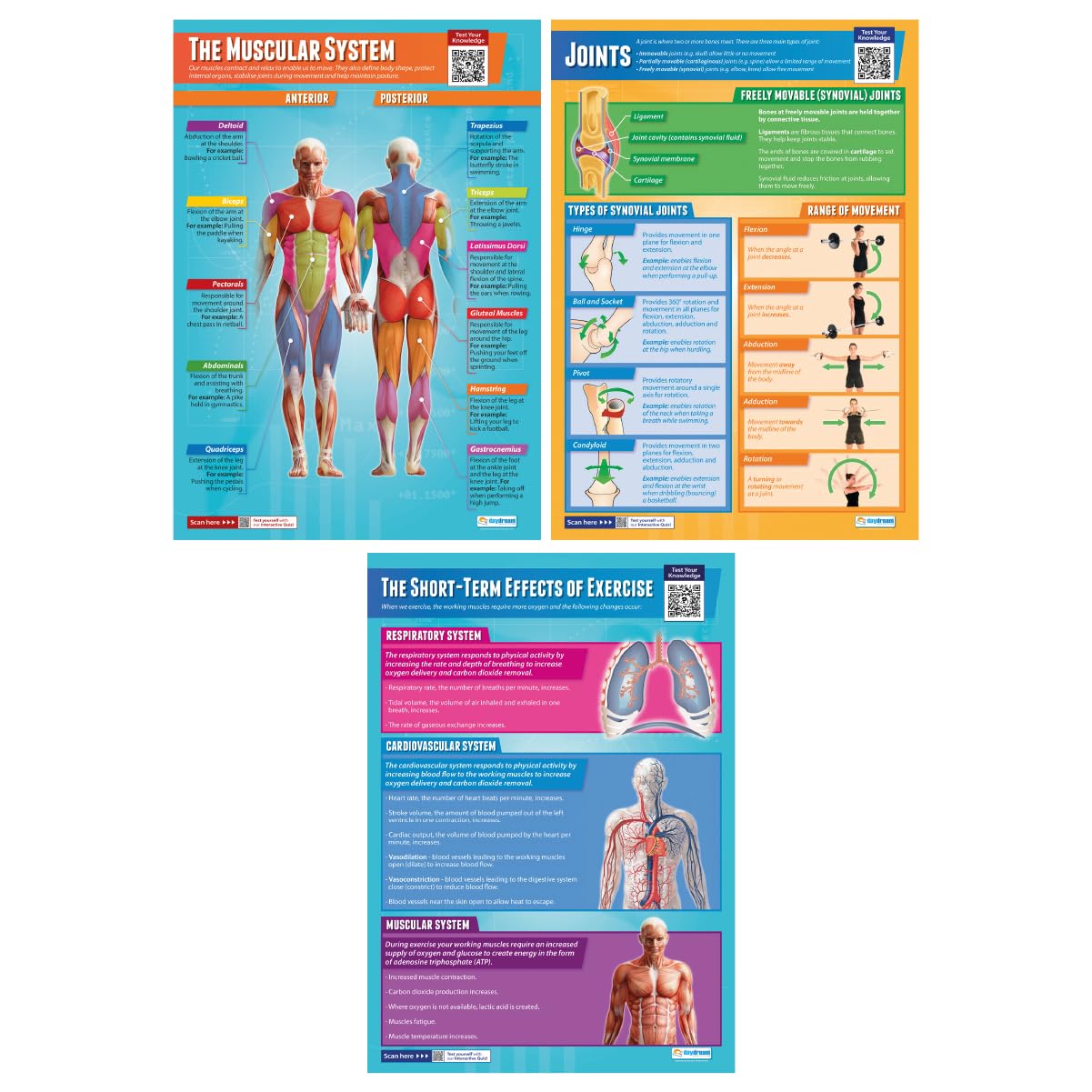 Mua Applied Anatomy & Physiology Posters - Set of 9 - PE Posters ...