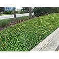 Amazon.com : EcoTurf Perennial Peanut Grass | 3 Large Gallon Size ...