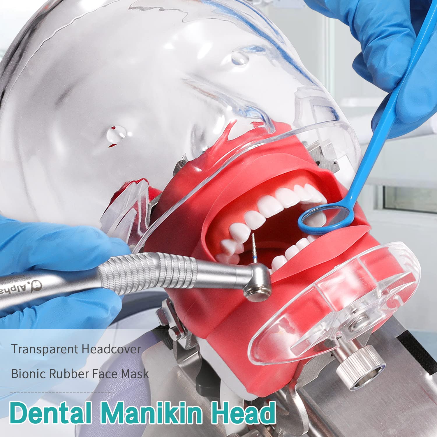 Mua Dental Manikin Simulator Phantom Head - with Typodont Teeth Model ...