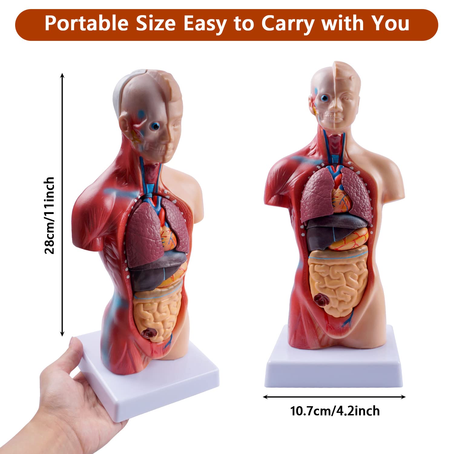 Mua breesky 10.5inch Medical Torso Human Body Model Anatomy Doll 15 ...
