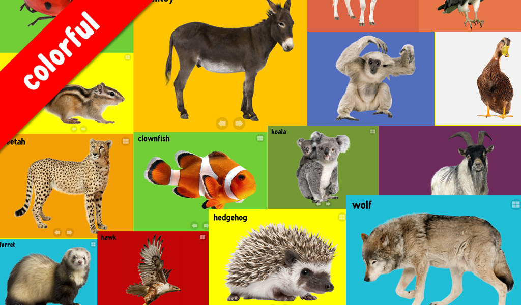 Baby 100 Animals Words for Babies & Toddlers:Amazon.it:Appstore for Android