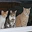 Catification: Designing a Happy and Stylish Home for Your Cat (and You ...