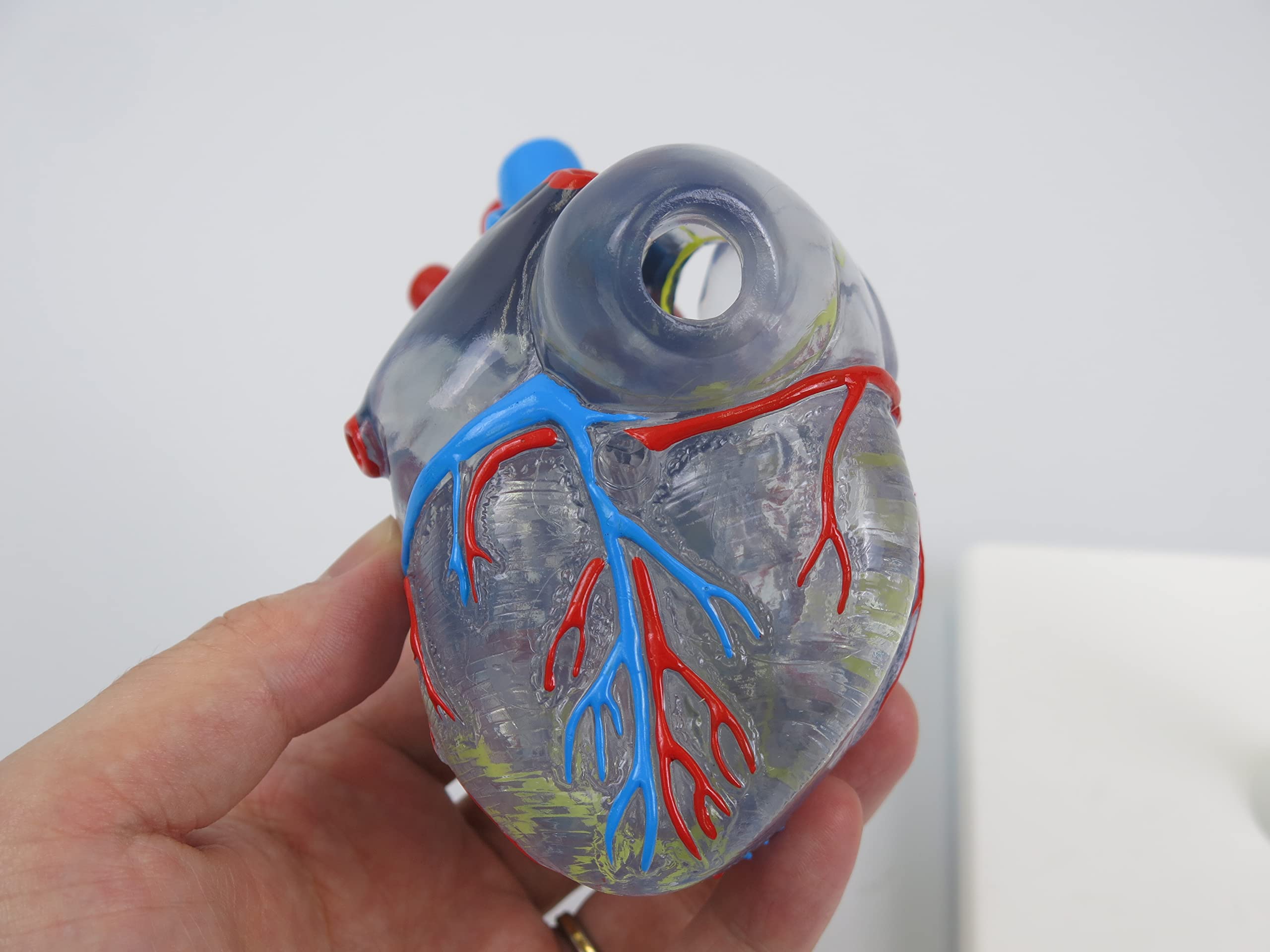 Mua Cardiac Model with Color Displaying Coronary Vessels and ...