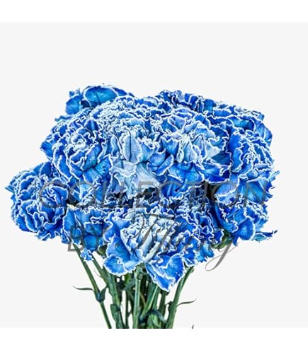 Claveles Azules Pin De Ammy.y En Flores . | Flores, Claveles, Jardines