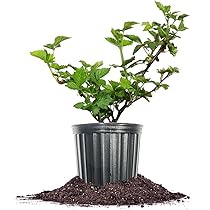 Josephine Raspberry Plants Josephine Clematis Plants For Sale, UK