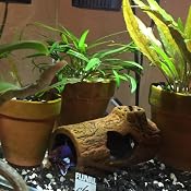 Zoo Med Ceramic Betta Hide Log (4.25-Inch): Amazon.ca: Pet Supplies
