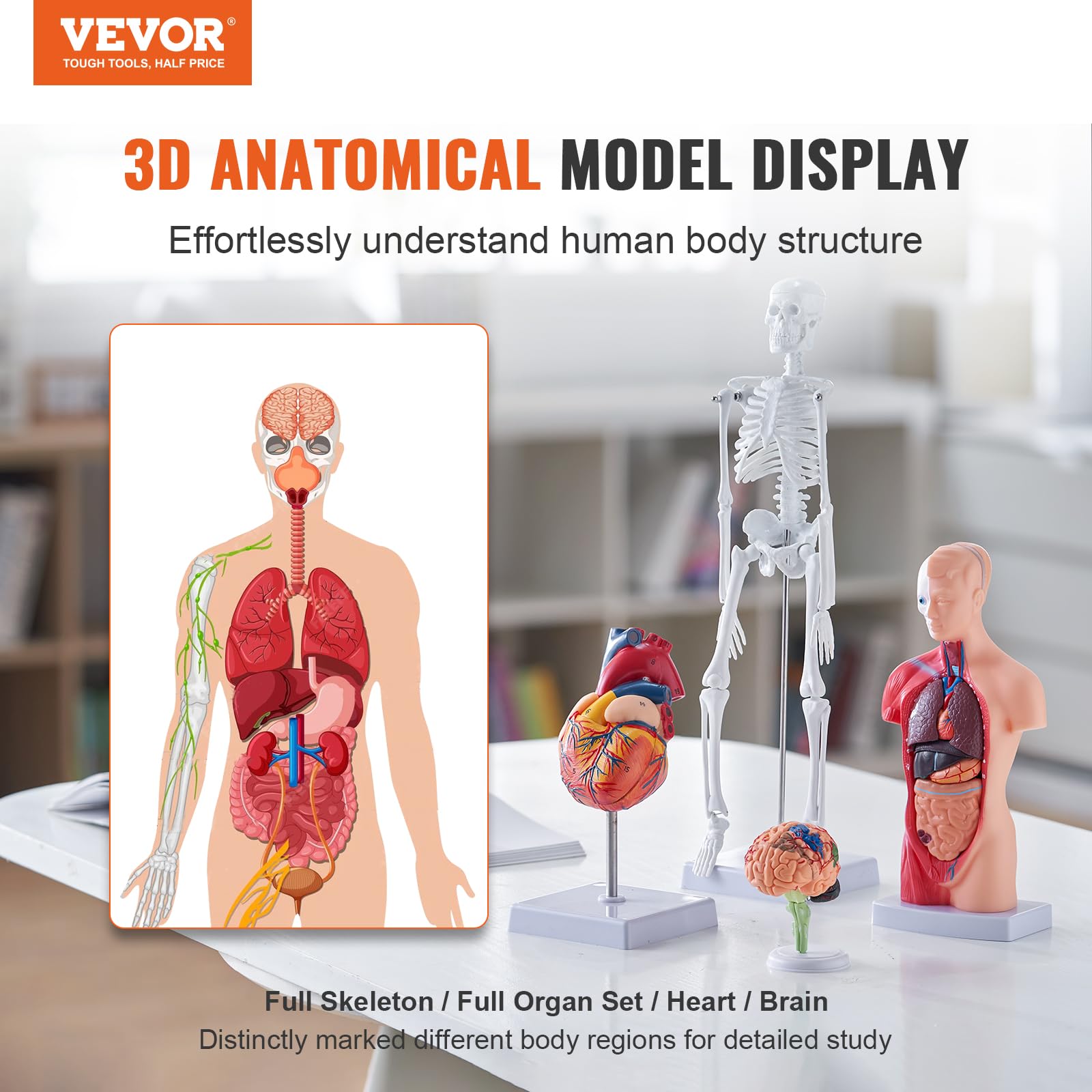 Mua VEVOR Human Anatomy Models Bundle Set, Brain, Human Torso Body ...