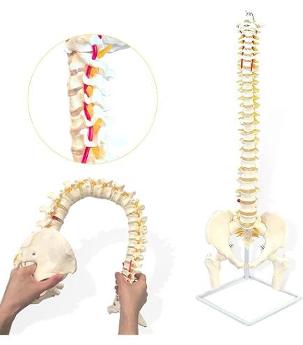 Study Supplies HTYSUPPLY, 34 Life Size Spine Model With Vertebrae ...