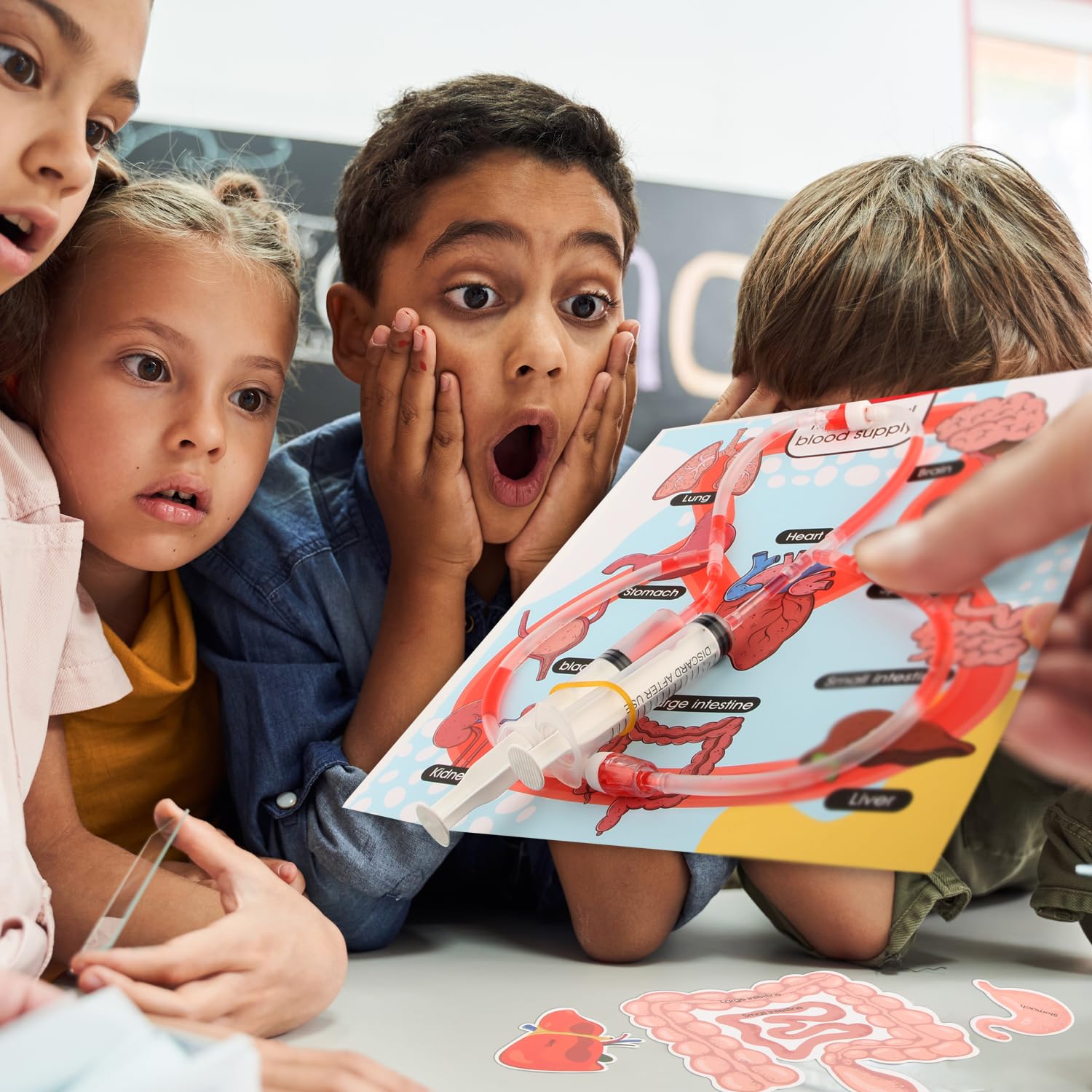 Mua Human Body Activities & Experiments Science Kit for Kids,Human ...