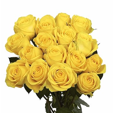 Amazon.com : GlobalRose 2 Dozen Yellow Roses- Fresh Cut Flowers ...