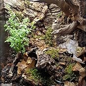 Amazon.com: Cork Terrarium Background Tile - Natural Cork Top 12x12 ...