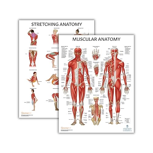 Anatomy Lab Stretching and Muscular Anatomy Poster Set - 2 PACK ...