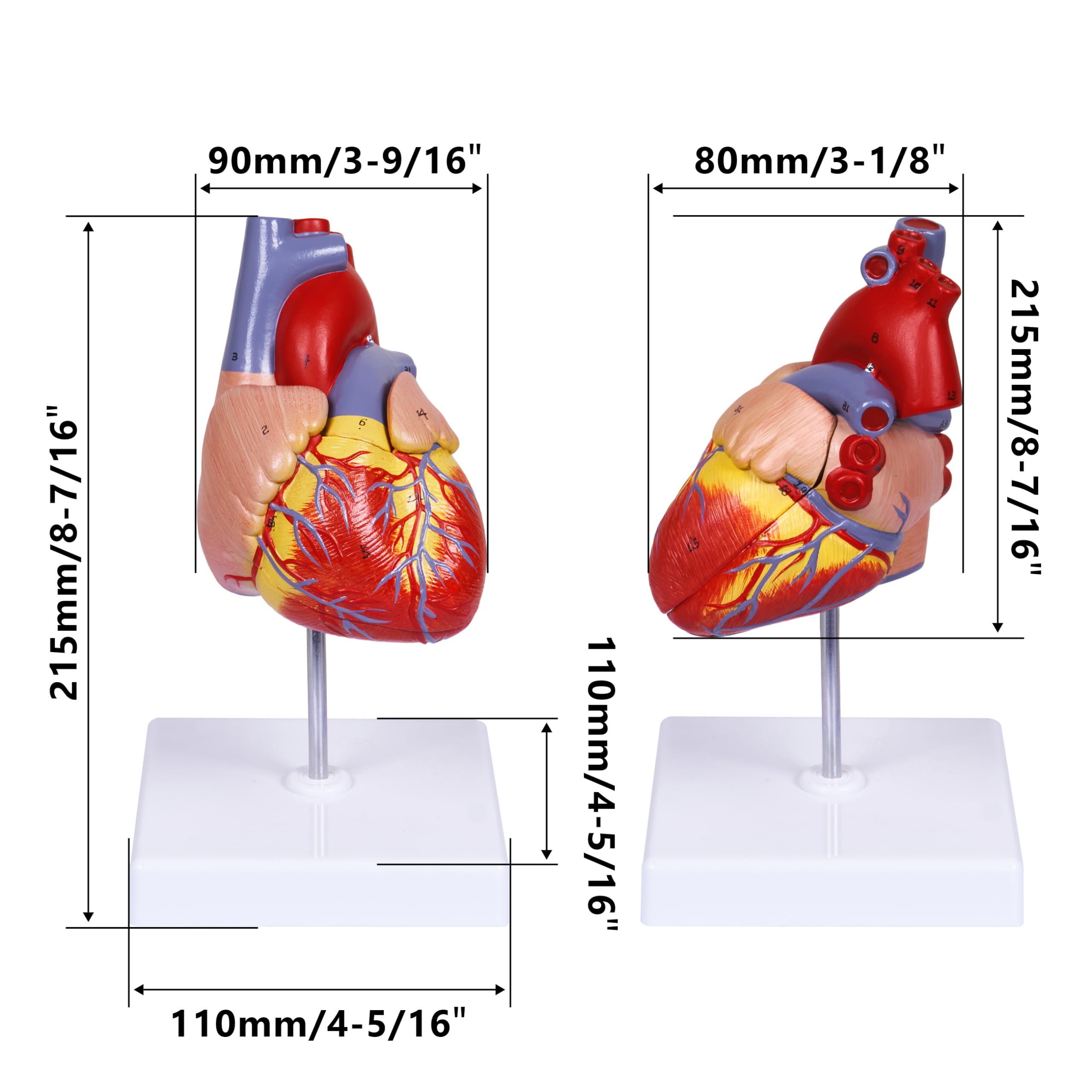 Mua breesky Scientific Human Heart Model 2-Part Life Size Human Heart ...